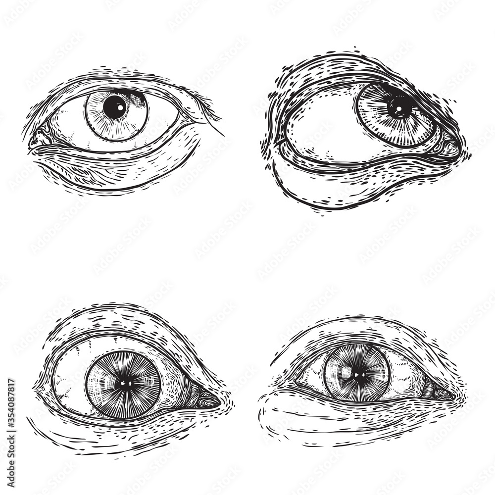 Set of various drawing of the human eye in different direction and ...