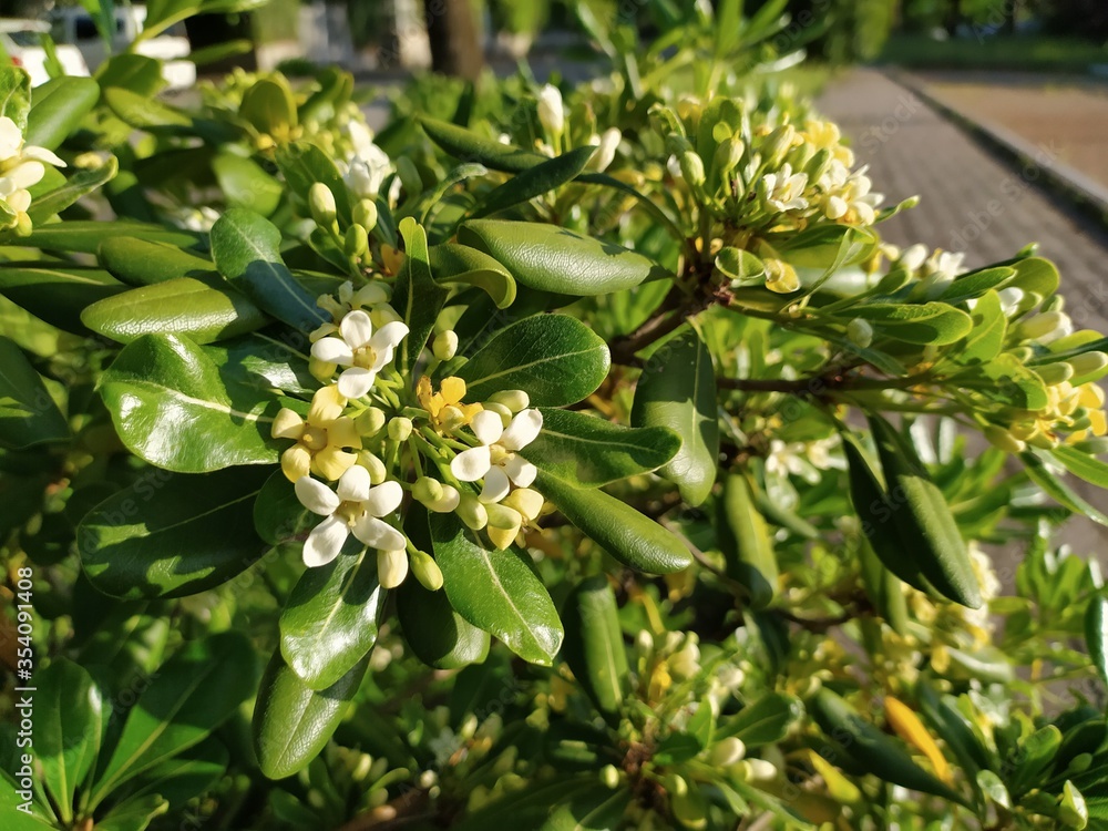 Blossom of Pittosporum tobira plant, growing outdoors. White flowers of ...