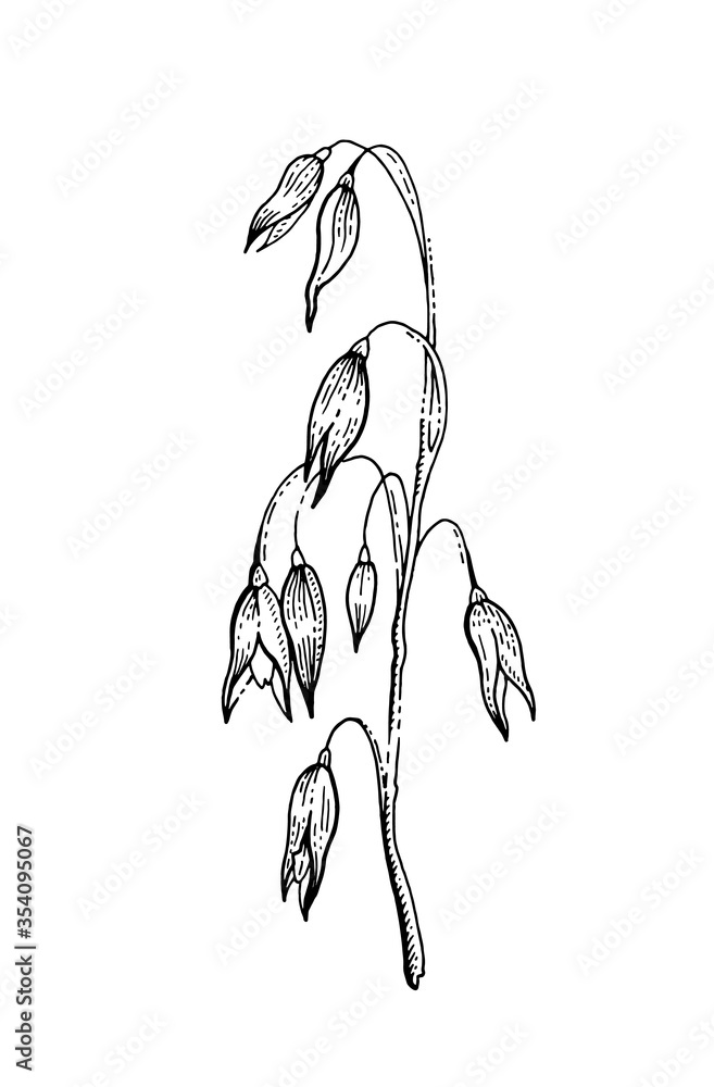 Oats sketch icon. Engraved oatmeal. Line sketch for porridge, muesli ...