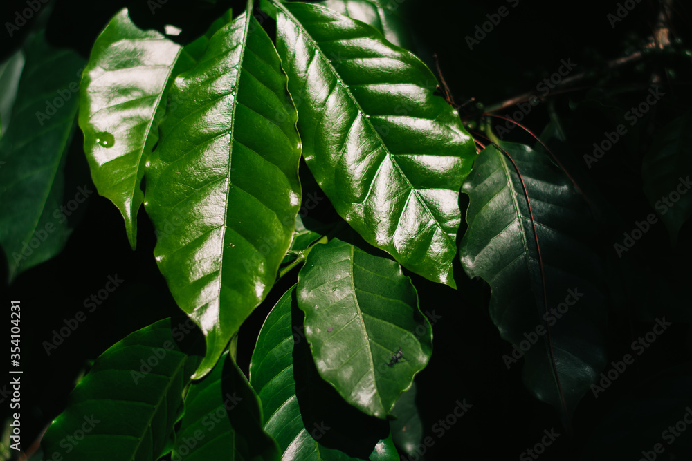 Coffee leaves that are splitting into young and old leaves and as a ...