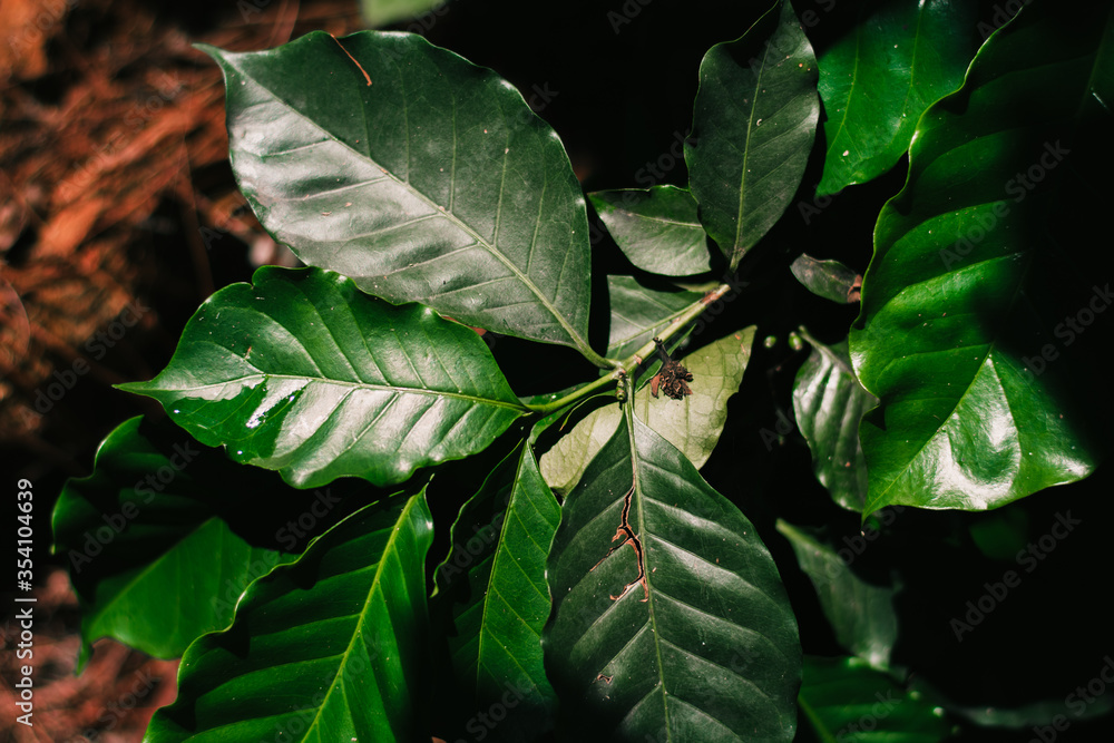 Coffee leaves that are splitting into young and old leaves and as a ...
