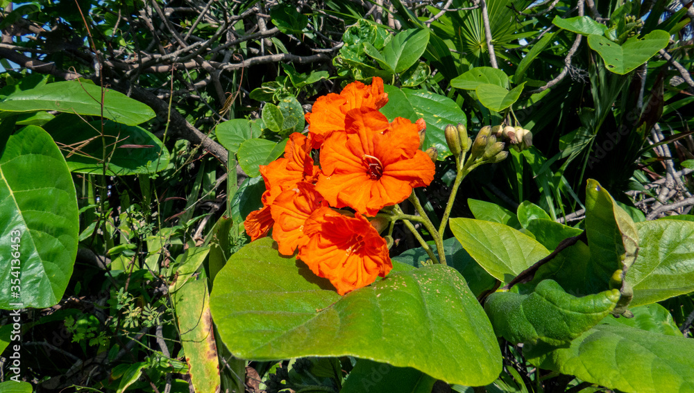 Orange flowers and green leaves under the bright sunlight inside the ...