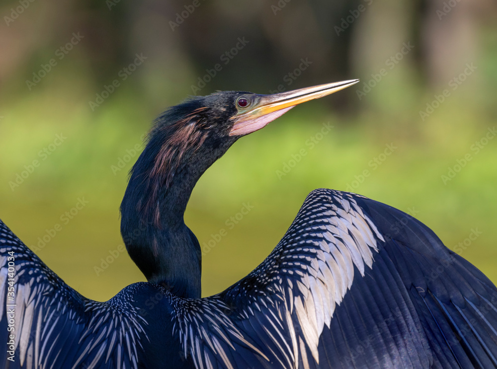 Anhinga (Anhinga anhinga) drying feathers, close-up; Brazos Bend State ...