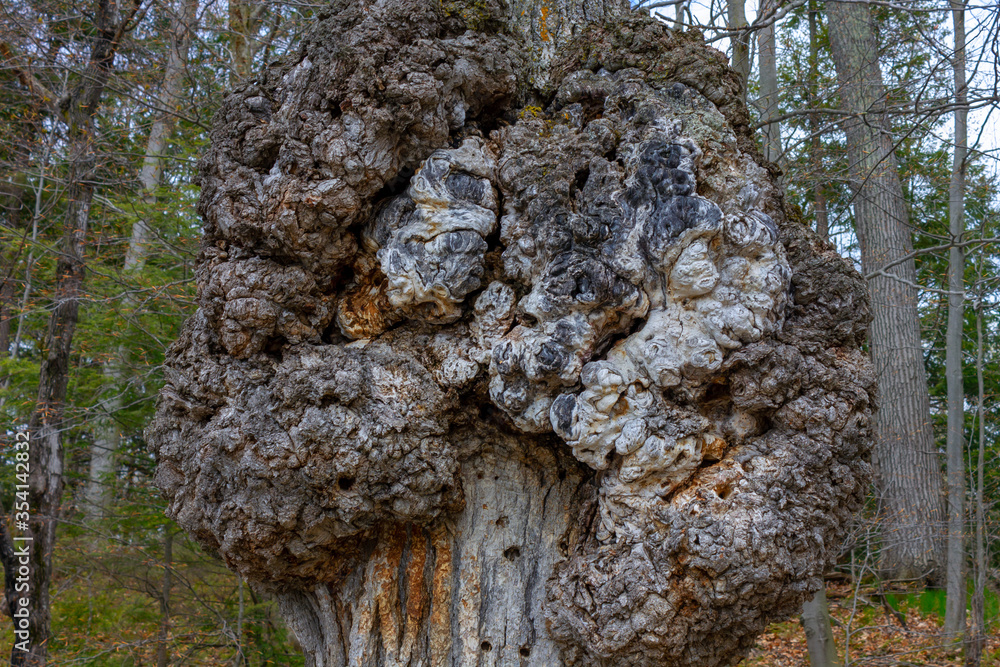 Tree Burr Knot (Burl) or Crown Gall close-up, plant disease that cause ...