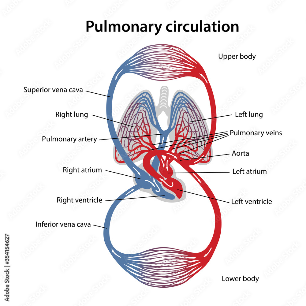 Circulation of blood. Diagram of pulmonary circulation. Vector ...
