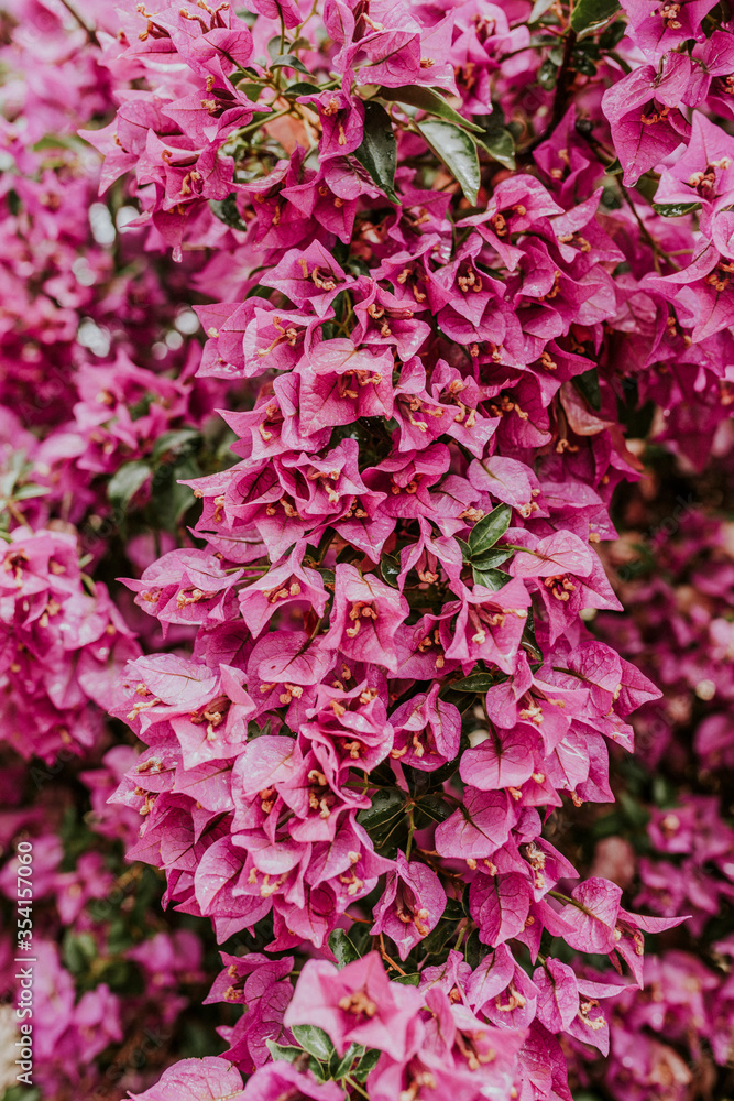 bougainvillea flowers purple bush or buganvilla, bugambilia, bunga ...