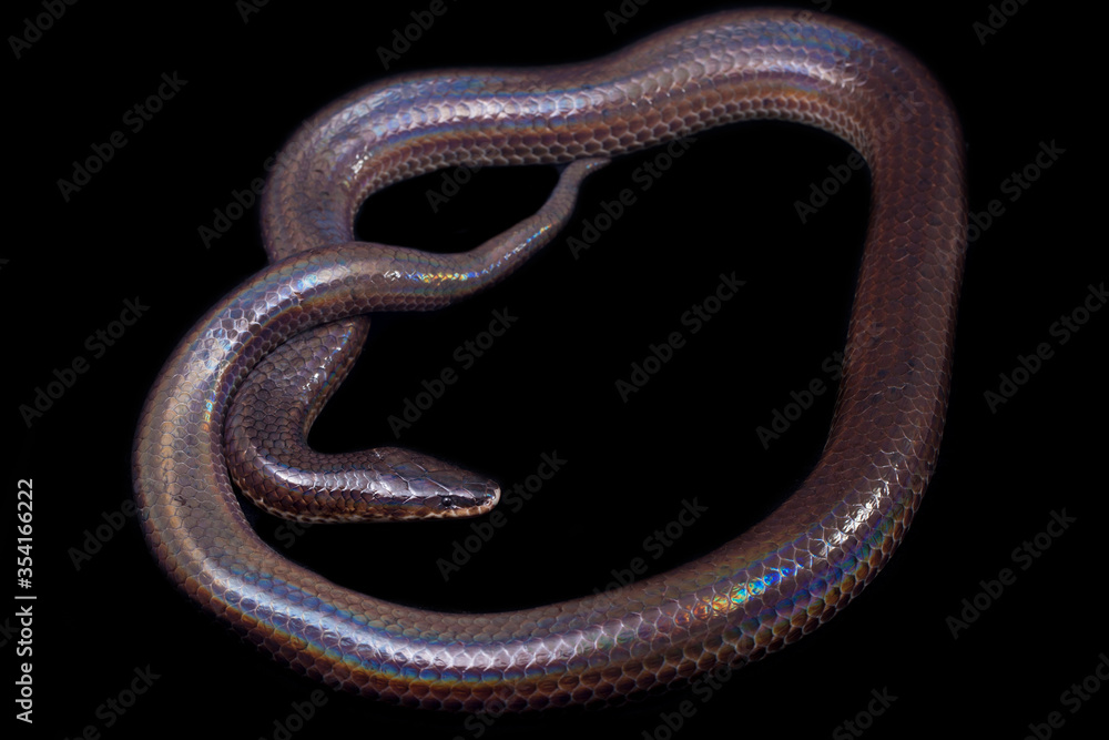 Xenopeltis unicolor. Common names: sunbeam snake is a non-venomous ...