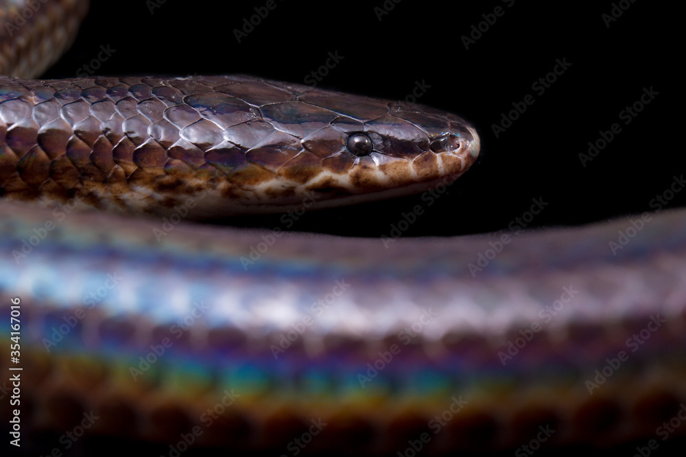 Xenopeltis unicolor. Common names: sunbeam snake is a non-venomous ...