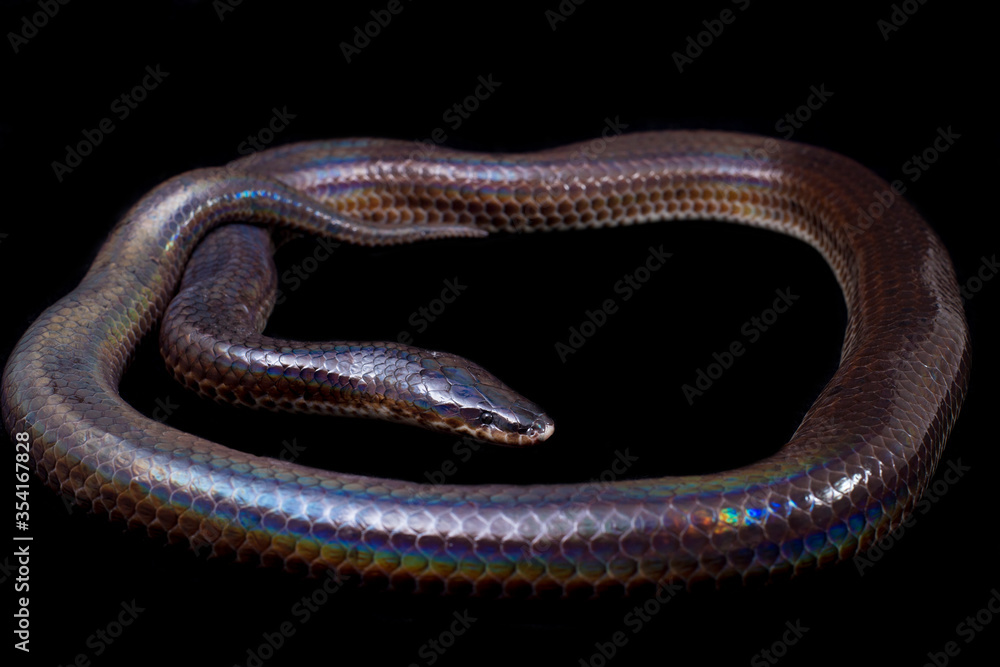 Xenopeltis unicolor. Common names: sunbeam snake is a non-venomous ...