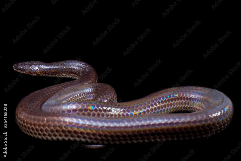 Xenopeltis unicolor. Common names: sunbeam snake is a non-venomous ...