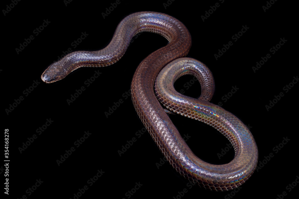 Xenopeltis unicolor. Common names: sunbeam snake is a non-venomous ...