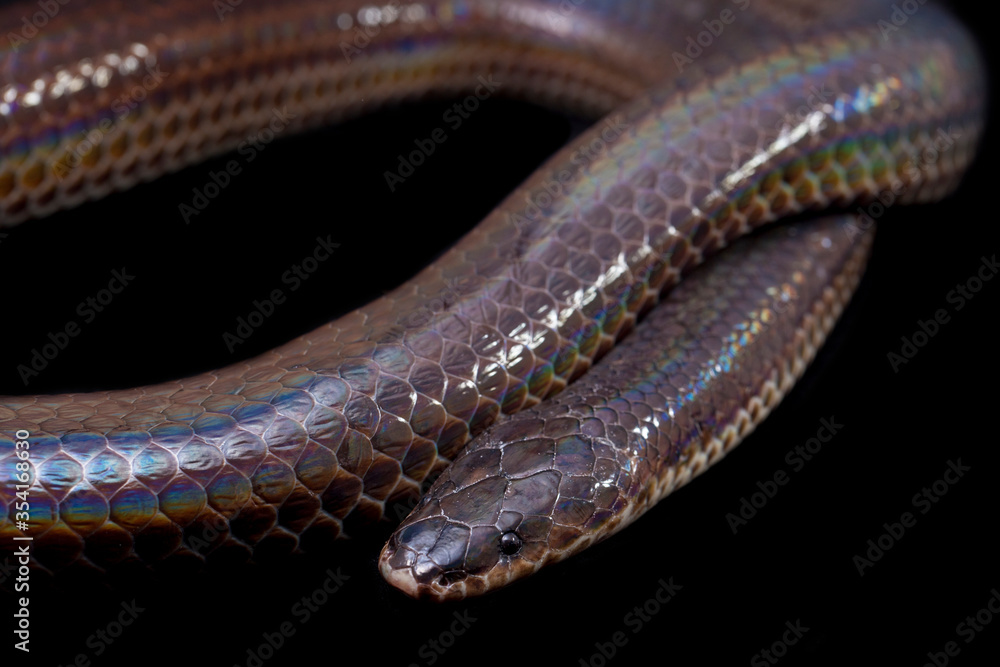 Xenopeltis unicolor. Common names: sunbeam snake is a non-venomous ...