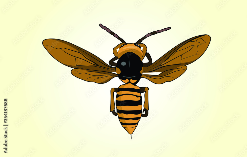 Asian Giant Hornet Vector Graphic - Top View Stock Vector | Adobe Stock