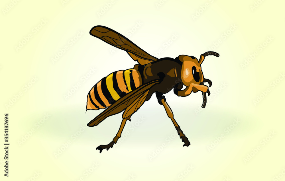 Asian Giant Hornet Vector Graphic Stock Vector | Adobe Stock