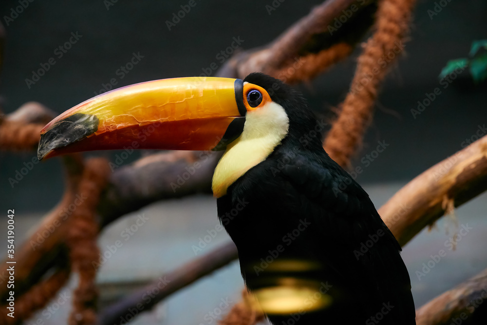 Toco toucan (Ramphastos toco), also known as the common toucan or giant ...
