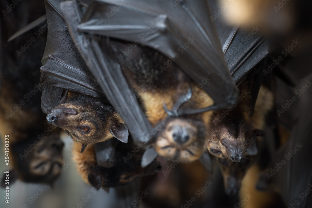 Rescued and rehabilitating endangered Spectacled Flying Foxes at a ...
