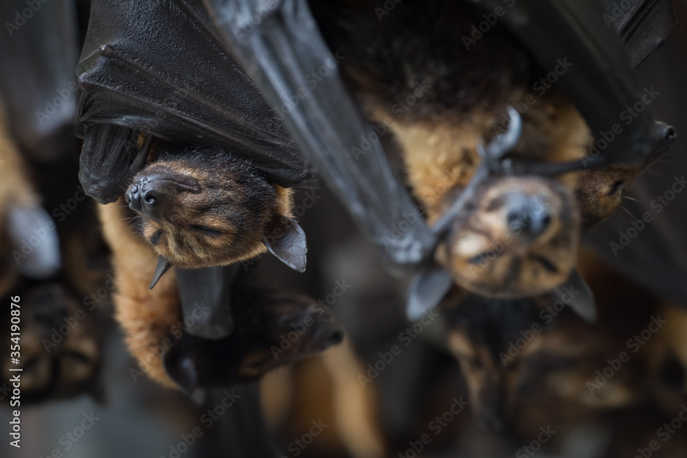 Rescued and rehabilitating endangered Spectacled Flying Foxes at a ...