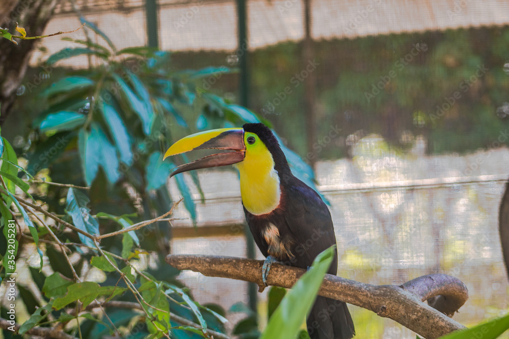 Hermoso tucan pico colorido en zoologico de Panama Summit Stock Photo ...
