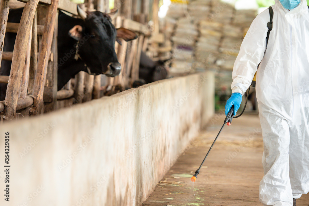 Agriculture wears PPE protective clothing, spraying disinfectant and ...
