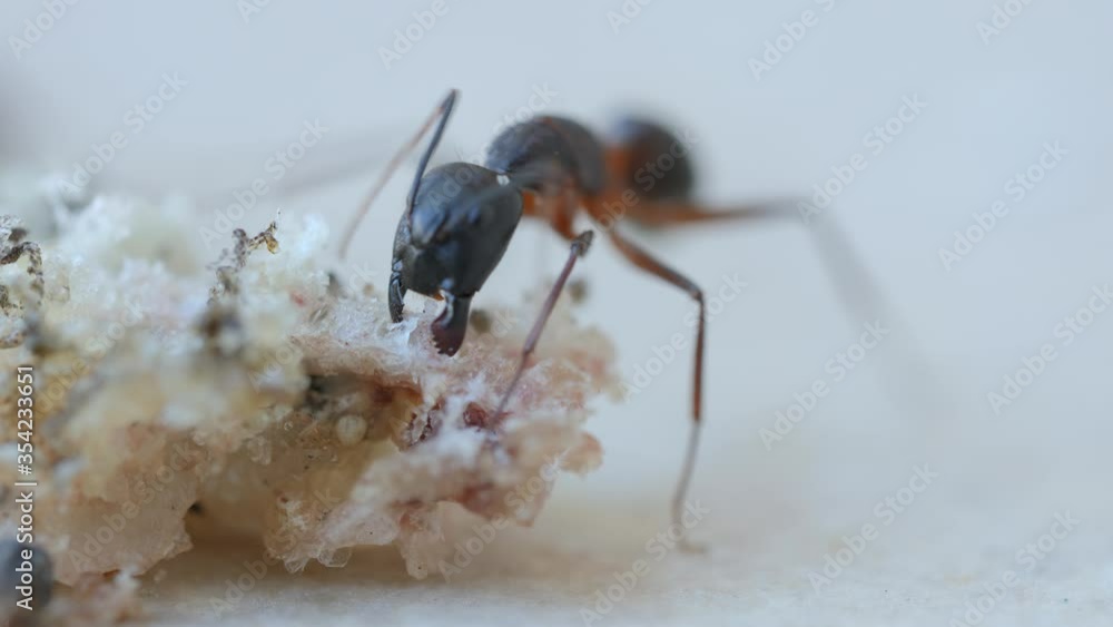 Close-up of an ant eating, showing the detail of its mandibles pinching ...