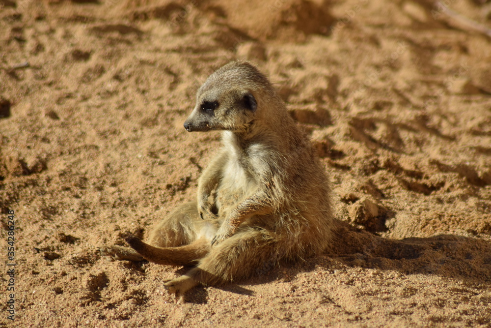 suricato del Madagascar. Stock Photo | Adobe Stock