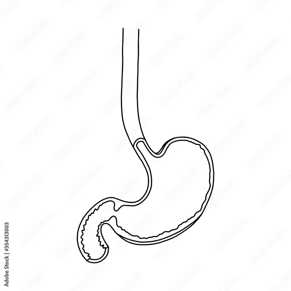 Vector, anatomical Stomach. Realistic Stomach illustration isolated on ...