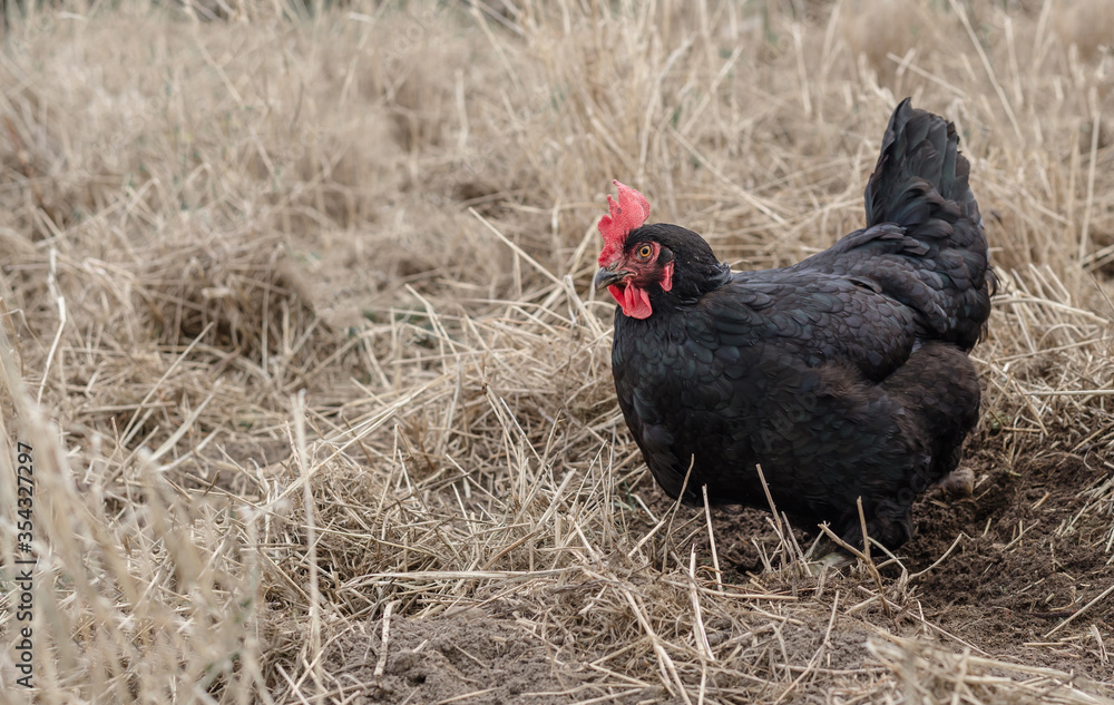 Stockfoto Close up of black chicken on a farm in nature. Hen in a free ...