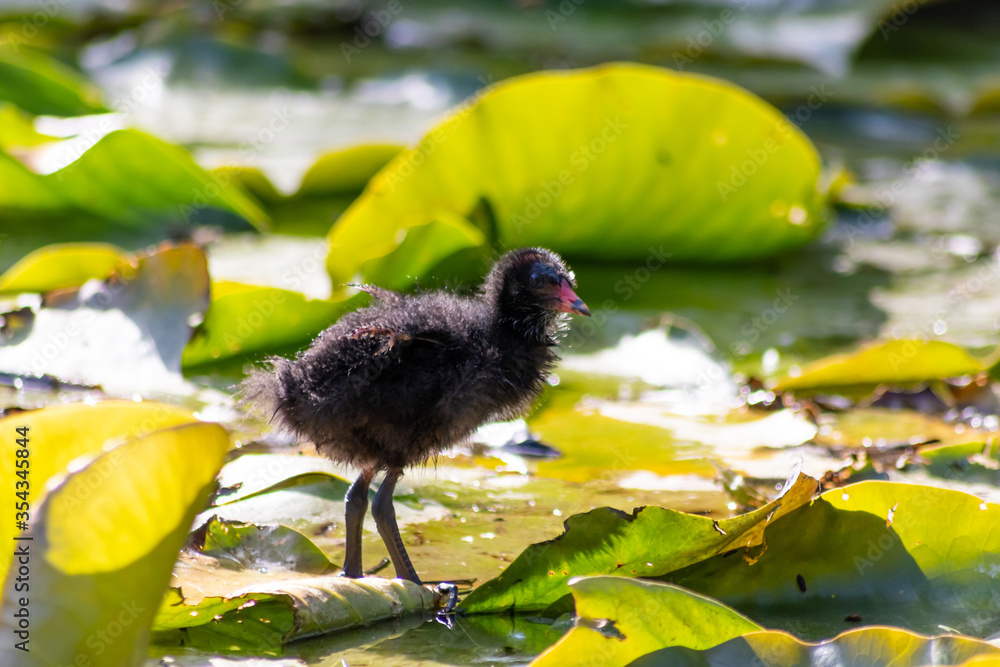 Black bald-coot young biddy from beak to beak feeding with fluffy ...