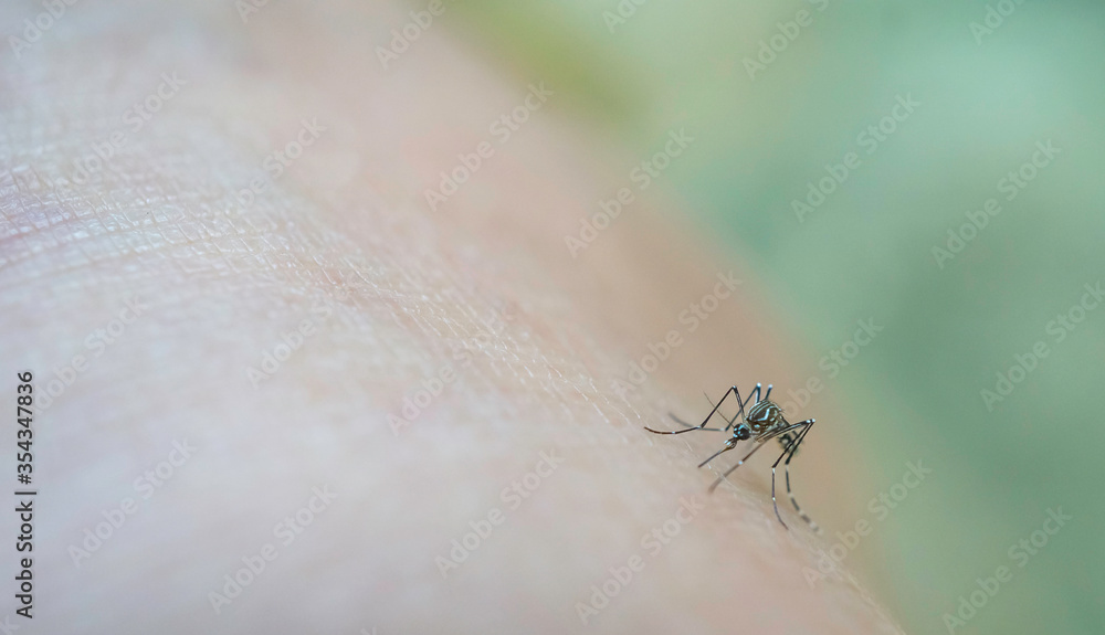 Mosquito sucking blood on human skin cause sick, Malaria,Dengue ...
