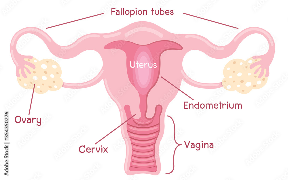 Human Anatomy Female Reproductive System Female Reproductive Organs
