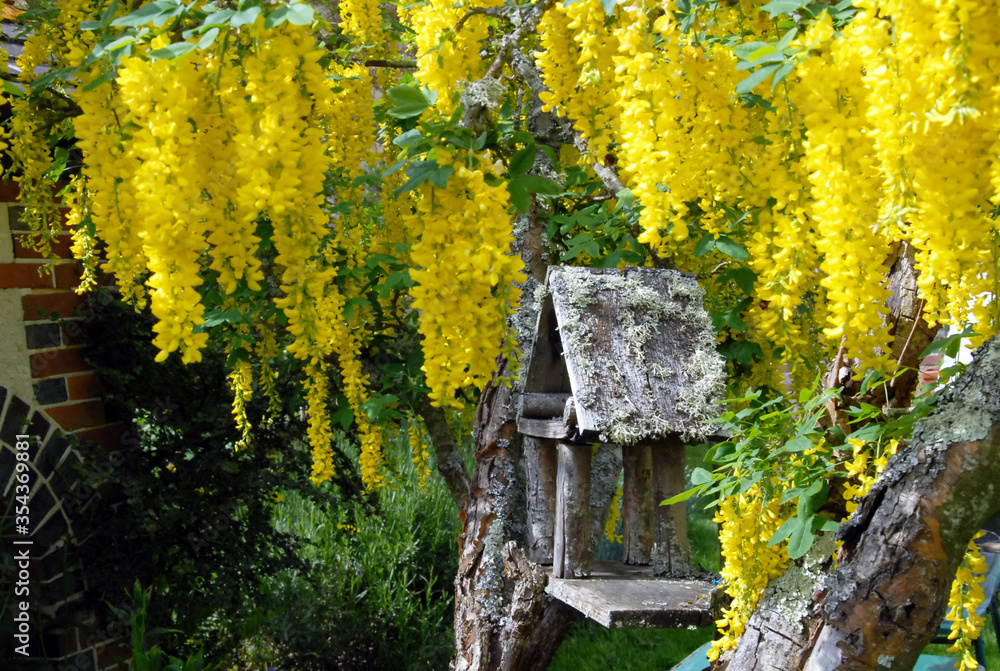 Cytise en fleurs et vieille mangeoire à oiseaux en bois, France Stock ...