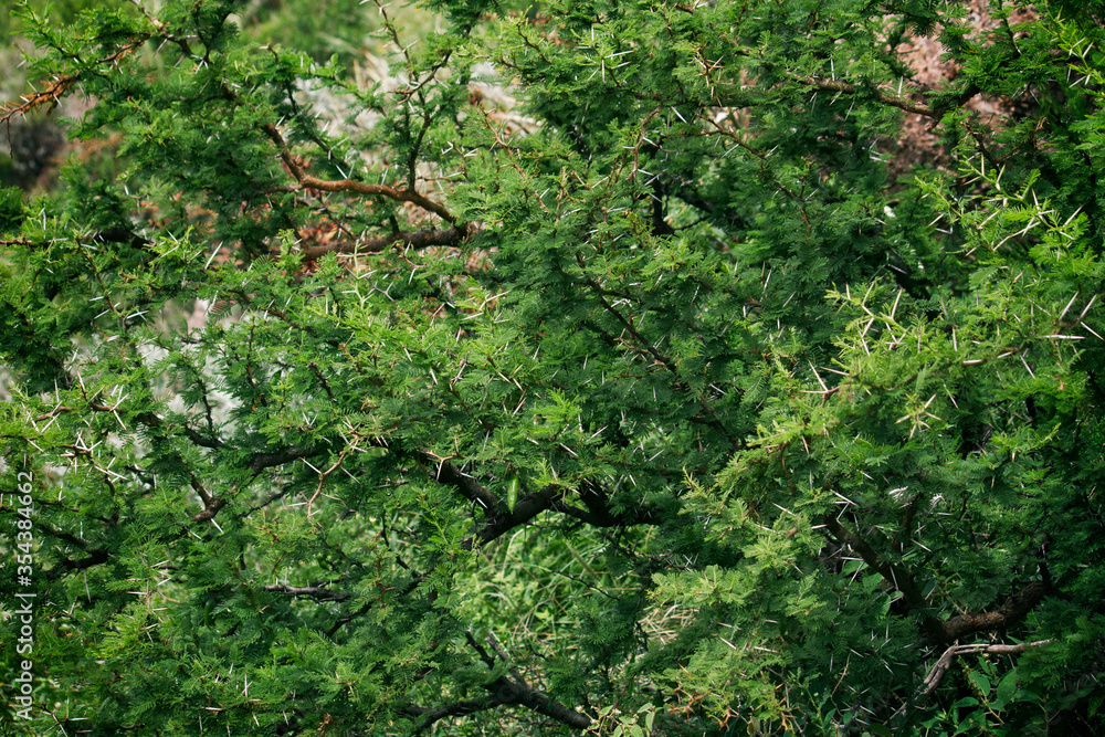 Flora. Acacia caven tree closeup. Vachellia caven tree leaves and ...