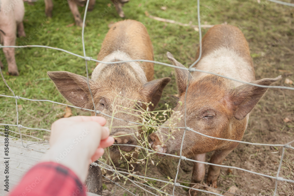 Pig farm with cute little piglets Stock Photo | Adobe Stock