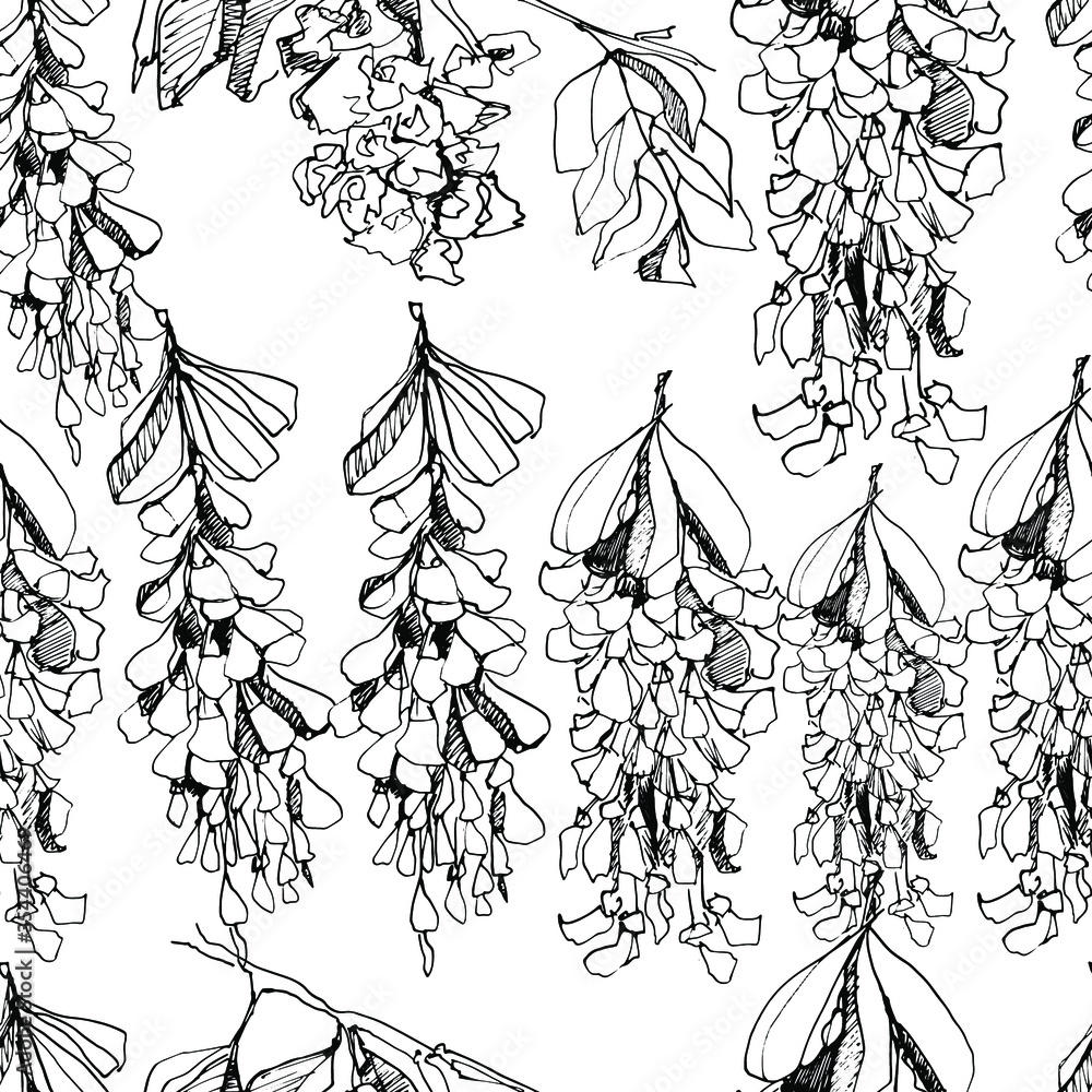Botanical background with acacia, pattern with white acacia bunches ...