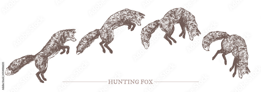 Jumping hunting fox in different motion phases. Sketch hand drawn ...