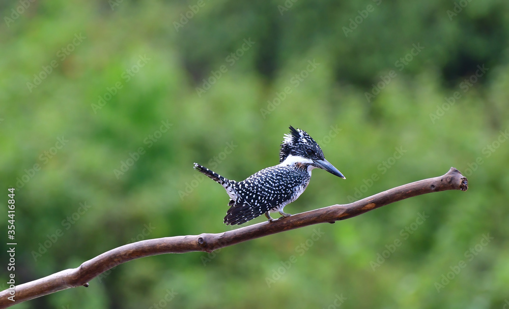 The crested kingfisher (Megaceryle lugubris) is a very large kingfisher ...