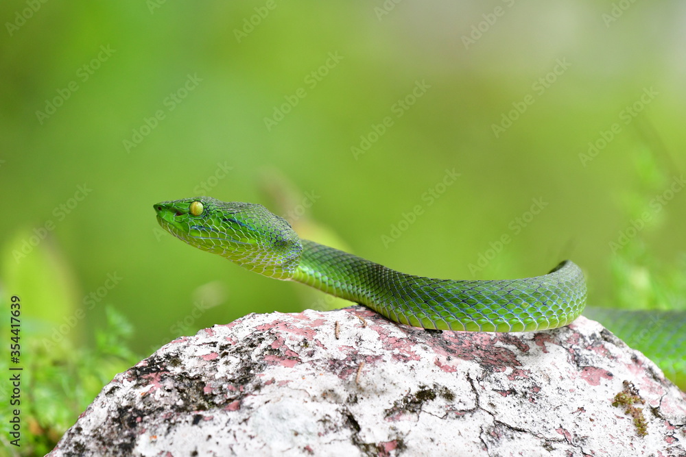 Green Pit Viper,Green snake in Malaysia,Green pit viper is a common ...