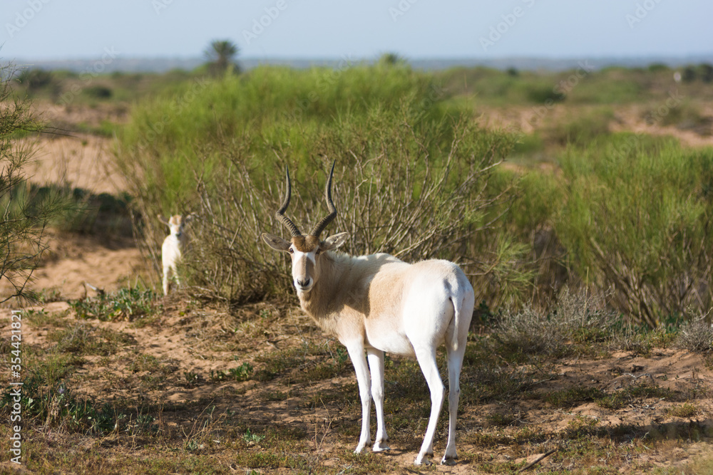 Female addax with baby lamb (white or screw horn antelope) in the bush ...