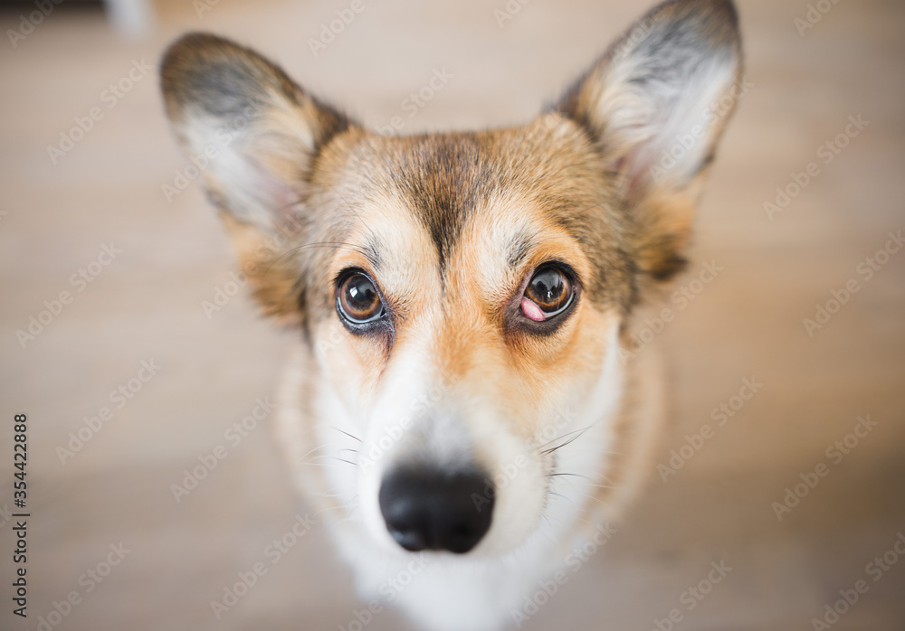 Welsh corgi pembroke dog with nictitans gland prolapse or "cherry eye ...
