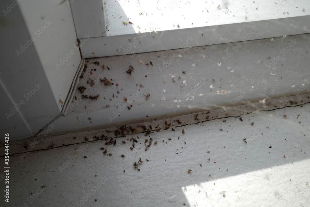 Spider mites in the corner of windowsill Stock Photo | Adobe Stock