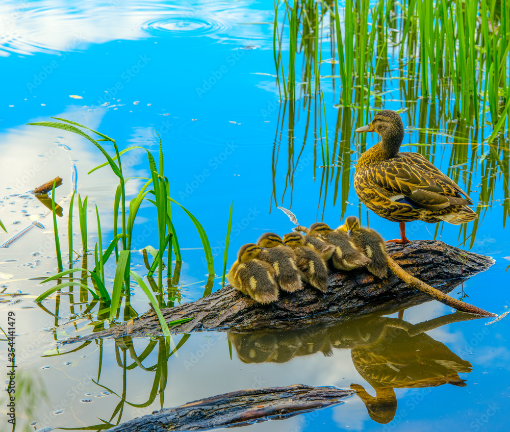 Foto de wild mother duck guards ducklings sitting comfortably on a log ...
