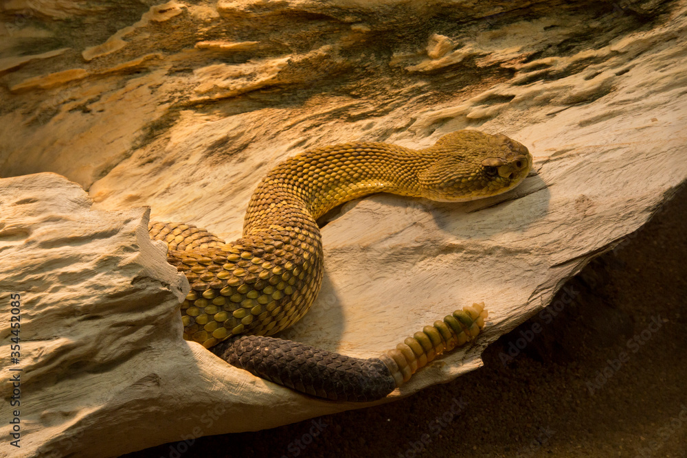 Mexican west coast rattlesnake, Mexican green rattler (Crotalus ...