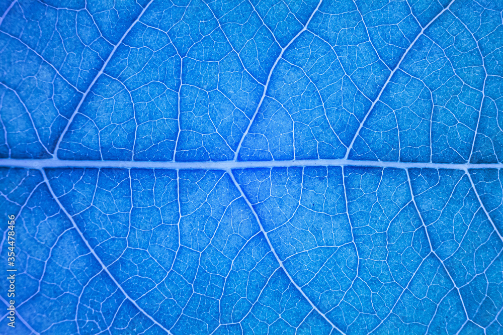 Blur blue leaf texture for background indicating UV pollution and ...