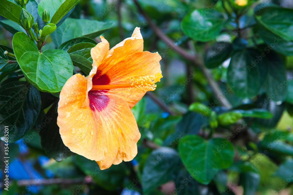 Foto de Hibiscus rosa sinensis or better known as Bunga Raya which is ...