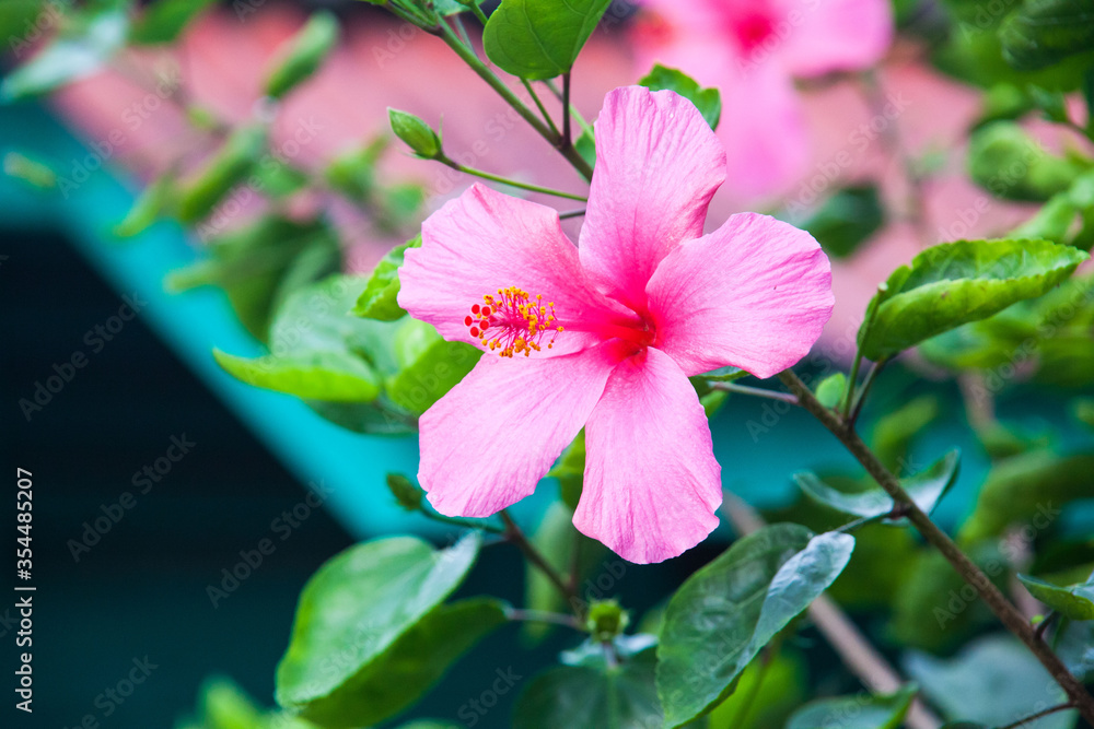 Hibiscus rosa sinensis or better known as Bunga Raya which is Malaysia ...