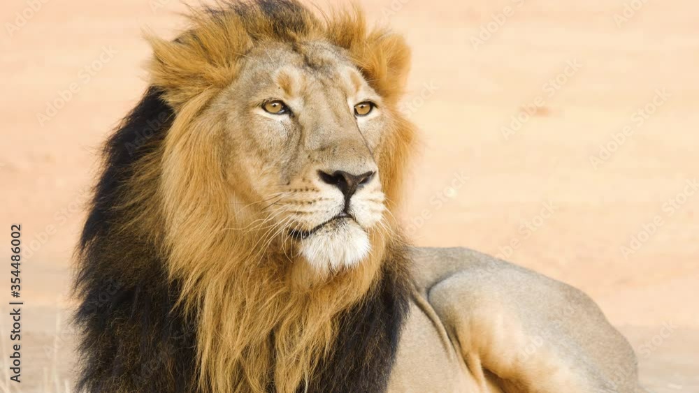 Asiatic male Lion who looks like Mufasa from the Lion king gives a Huge ...