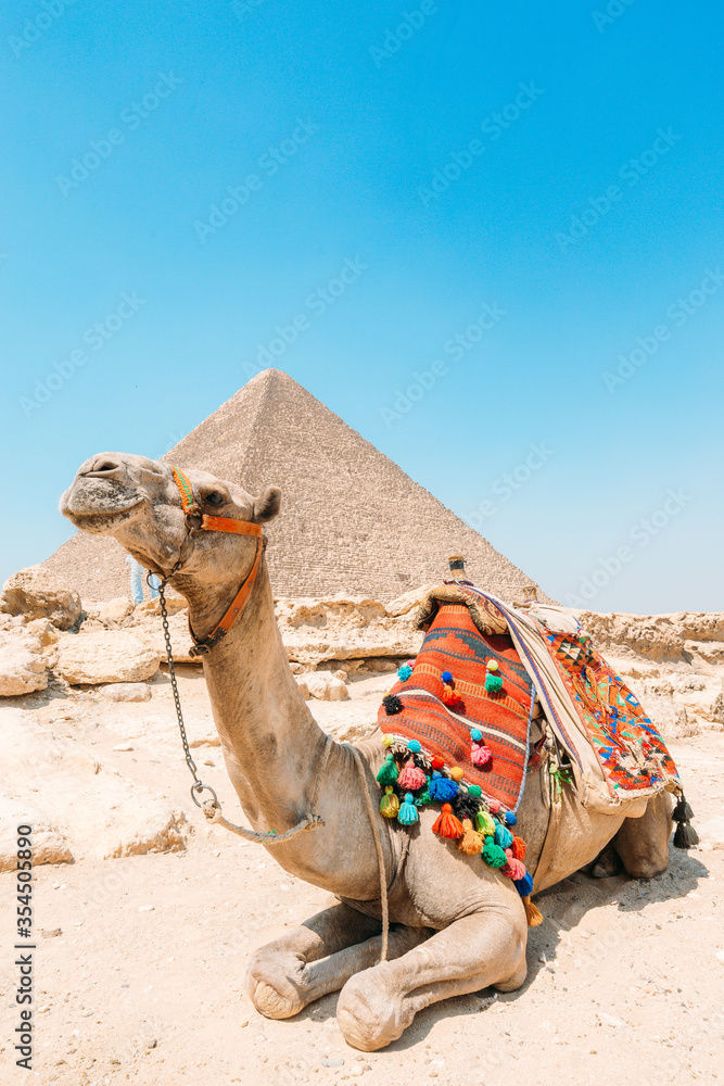 Camel sitting near the Great Pyramid of Giza. Vertical photo of one of ...