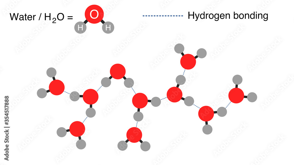 Illustration of hydrogen bonding in water molecule. Stock Vector ...