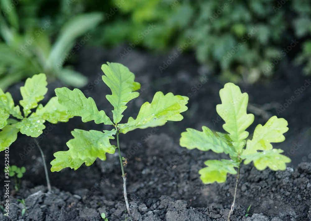 The background of the spring vegetation.New young oak trees, sprouting ...
