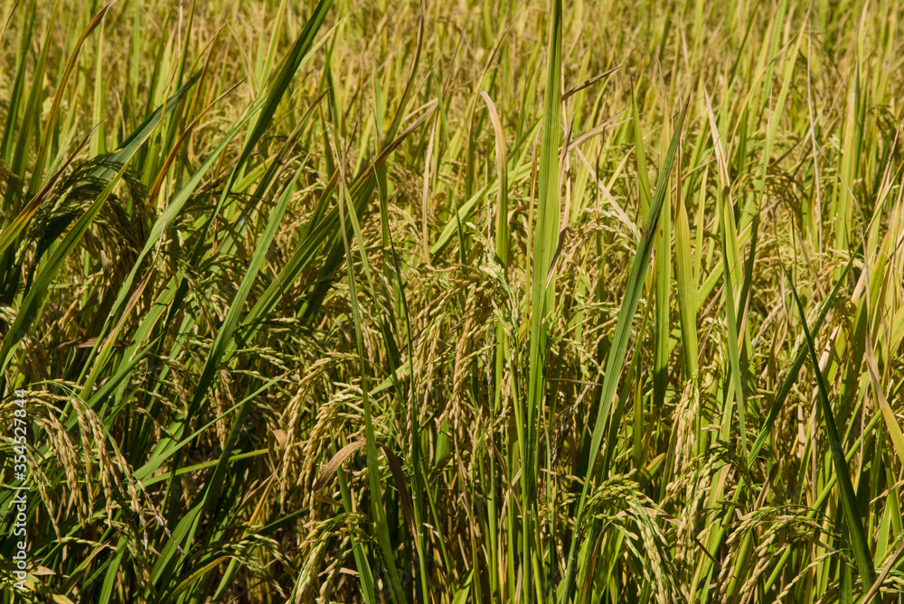 Gros plan d'une rizière dans la vallée de la Sambirano - Madagascar ...
